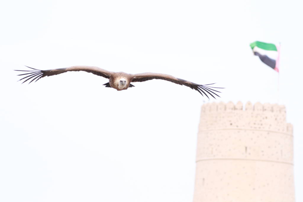 Discover East Coast: Kalba Bird of Prey Centre – Fujairah Observer